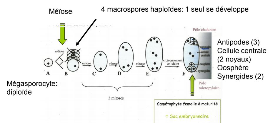 Chapitre 2 : La production des graines - Cours de Licence 3